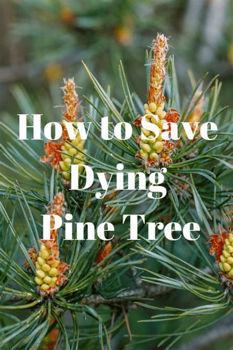 How To Save Dying Pine Tree