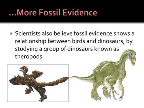 PPT Evidence Of Evolution PowerPoint Presentation Free Download ID