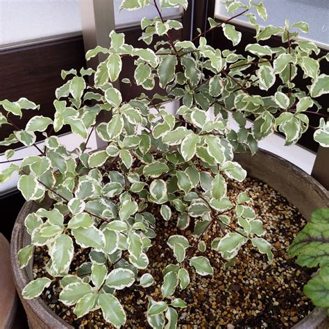 Plant Faqs Pittosporum Tenuifolium