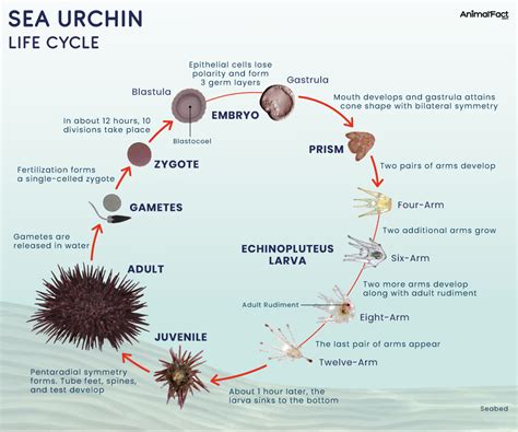 Sea Urchin Types Anatomy Classification Reproduction And Lifecycle
