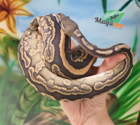 Python royal black pastel hypo 66% het pied femelle - Magazoo, l ...