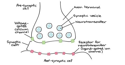 Process Of Synaptic Transmission Diagram Synaptic Transmissi
