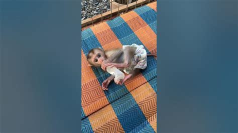 Bubu Drinking Milk Youtube