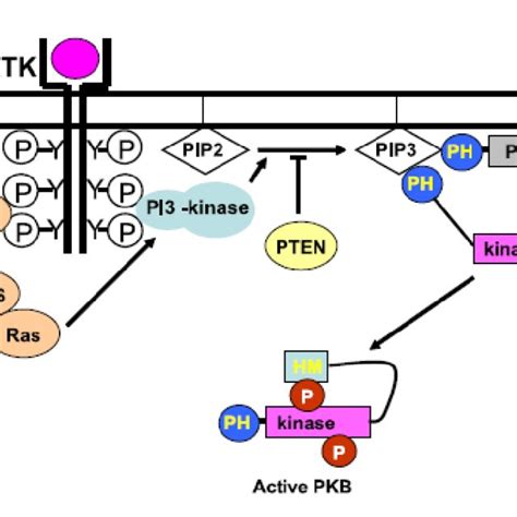 Regulation Of The Pdh Complex Is Tightly Regulated By Pdh Kinases Pdk Download Scientific