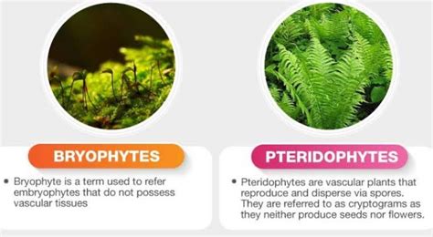 Plant Kingdom Full Chapter In Gist👇 Plant Kingdom Classification In 2024