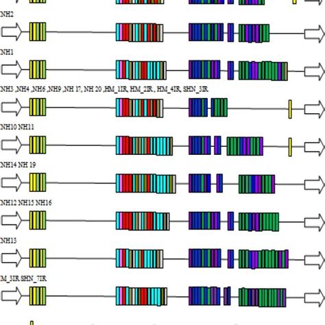 Schematic Representation Of The Str Polymorphisms In Locus S Q Of E
