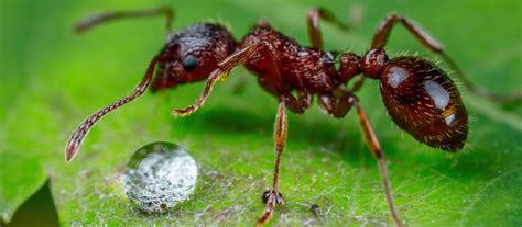 Do Bugs Hate A Clean House