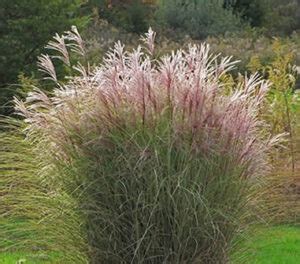 Maiden Grass Care How To Grow This Elegant Ornamental Grass How Does