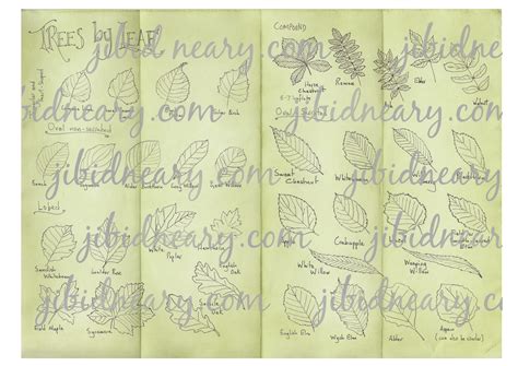 Leaf Identification Chart Digital