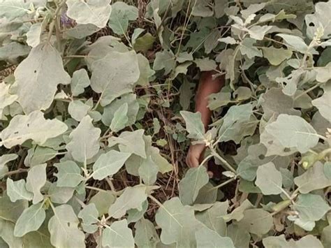 စစ်အုပ်စုဖမ်းဆီးသွားတဲ့ ပြည်သူတွေထဲက တချို့ကို ခေါင်းတခြားကိုယ်တခြား သေဆုံးလျက်ပြန်တွေ့