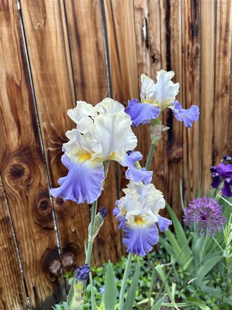 Iris ‘gilt Edged Bond Ririsplants