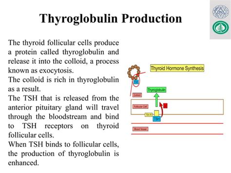 Thyroid Function Tests For Mbbs Lab Med And Bdspptx Thyroid