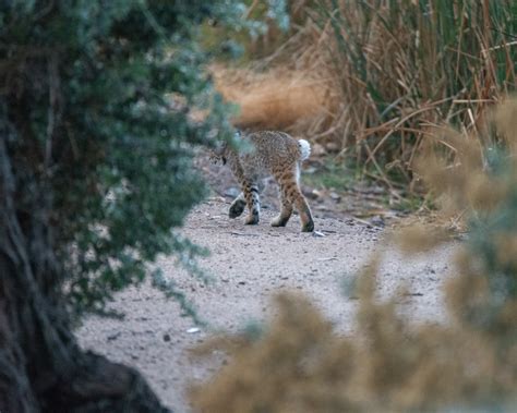 After Nine Attempts The Bobcats Again Foothills Clusters Wildlife
