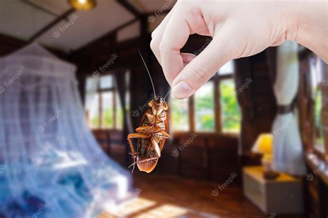 Premium Photo Hand Holding Cockroach At Room In House Background Eliminate Cockroach In Room
