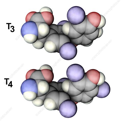 Triiodothyronine And Thyroxine Hormone Molecular Models Stock Image