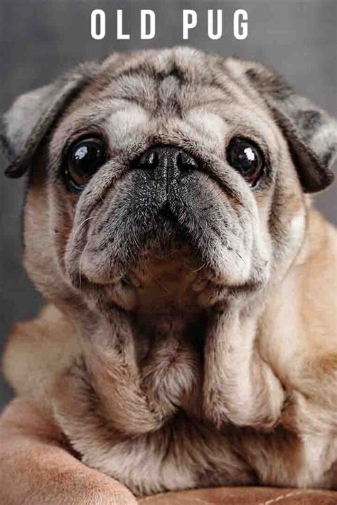 Old Pug Face
