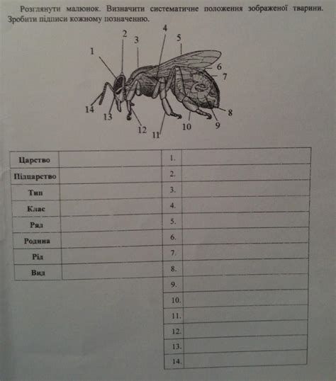 ФОТО Розглянути малюнок Визначити систематичне положення зображеної тварини Зробити підписи
