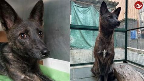 عکس موجودی عجیب که نتیجه آمیزش سگ و روباه است