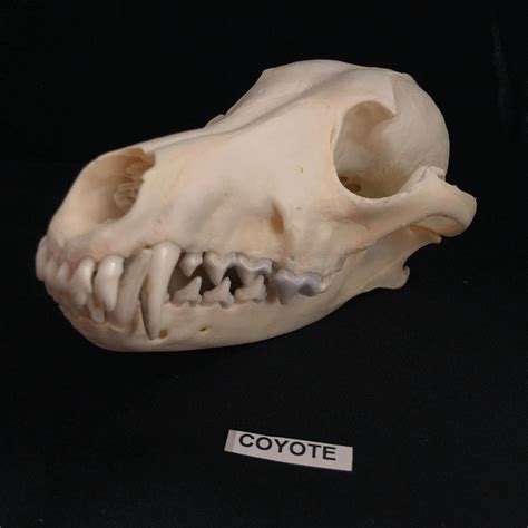 Coyote Skulls Bone Medieval Fur