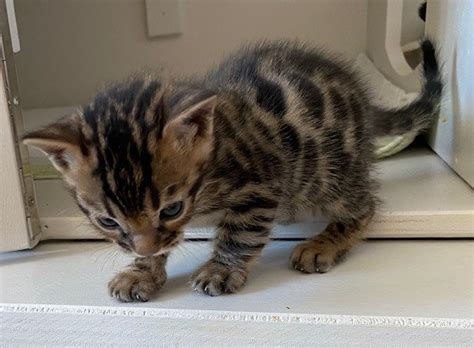 Portée Soy Sunshine 2023 Serial Bengal Sara Lance Bengal Brown Tabby