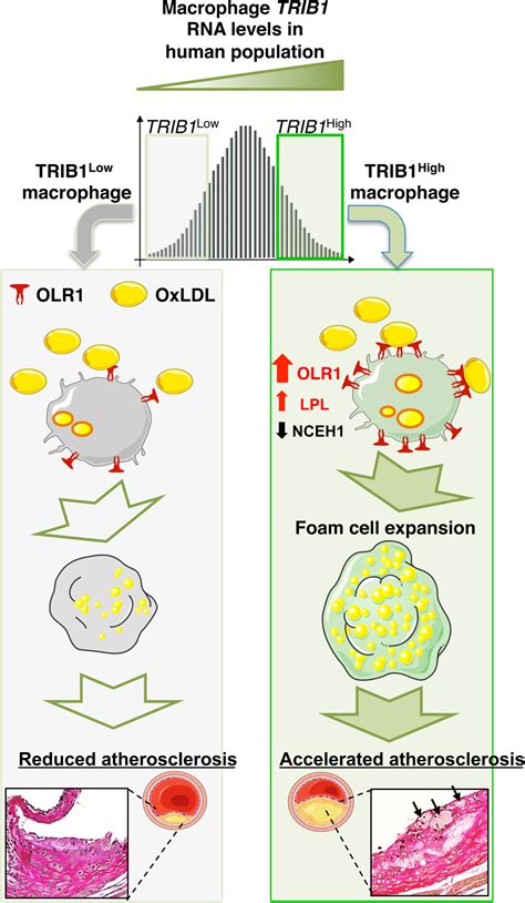 Foam Cell Atherosclerosis