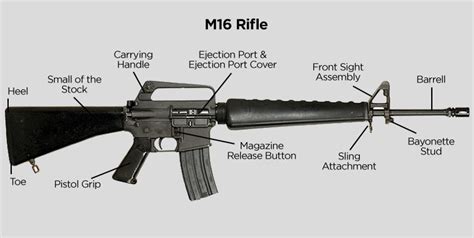 Rifle Basics Identifying Parts And Functions