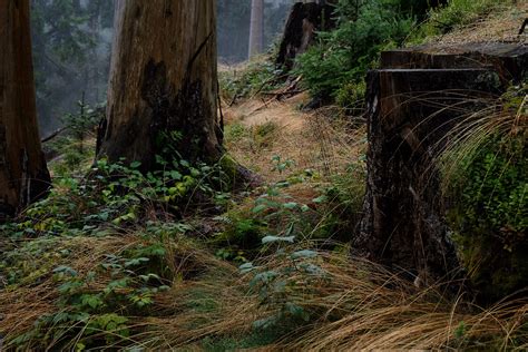 Burial Ground Of Trees Behance Burial Ground Of Trees Behance