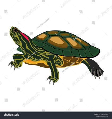 83 Red Eared Slider Turtles Stock Vectors And Vector Art Shutterstock 83 Red Eared Slider Turtles Stock Vectors And Vector Art Shutterstock
