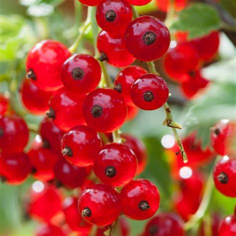 Pink Currant Hybrid Of Red And White Currants Fruit Seeds Grow Tart