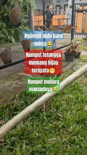 Rumput tetangga lebih hijau ternyata😱 #rumputmutiara #ngakak #lucu #komedi #lawakbalilucu #short ...