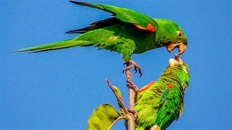 Maritacas Gritando Maritaca Brigando 🦜 Youtube