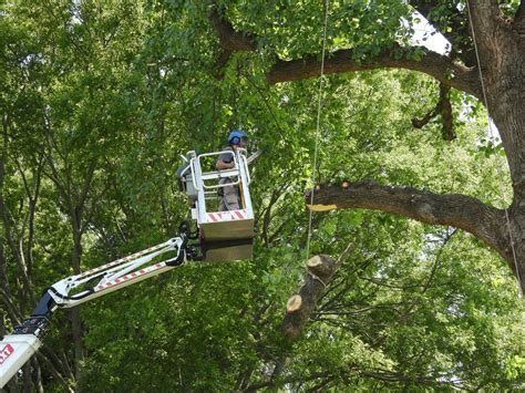 Precision Project Of Removing Massive 100 Year Old Tree In Richmond Va