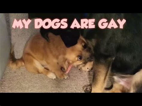 Gay Dogs Youtube
