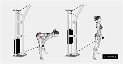 Cable Pull Through Guide Muscles Worked Tips Athlemove