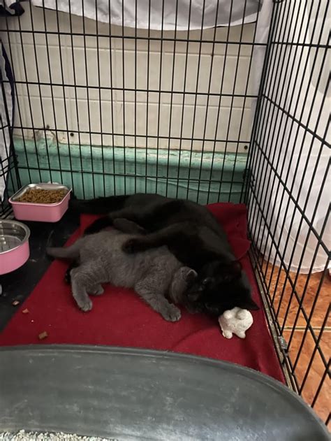 Does This Look Like Ringworm R Rescuecats