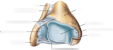 Talocrural Joint Diagram Quizlet