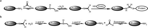 Formaldehyde Modifications Of Proteins During Fixation And Antigen Download Scientific Diagram