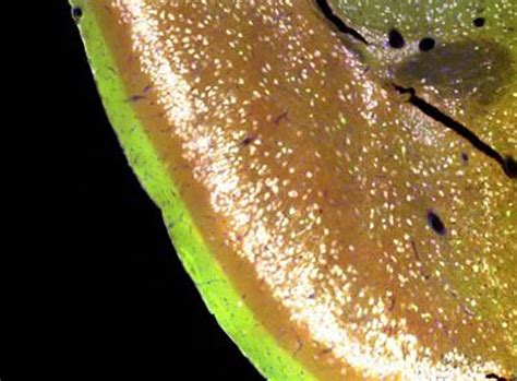 Piriform Cortex News Research Tags Articles Neuroscience News