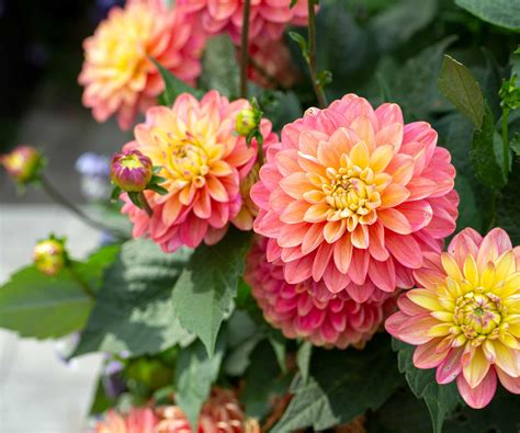 How And When To Harvest Dahlia Seeds To Grow New Plants Homes And Gardens