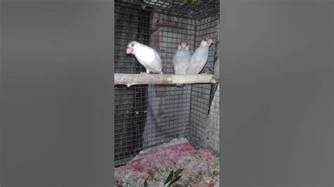 Java Brids Bidding Youtube