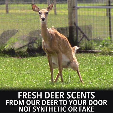 Doe Estrus Scent Buck Attractant Whitetail Deer Rut Scent Hunting