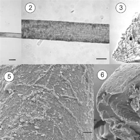 Photomicrograph Of Fossil Hair Obtained By Optical Microscope 1 3