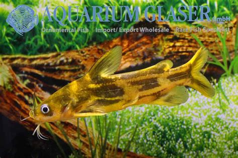 Yellowhead Catfish Naturerules1 Wiki Fandom