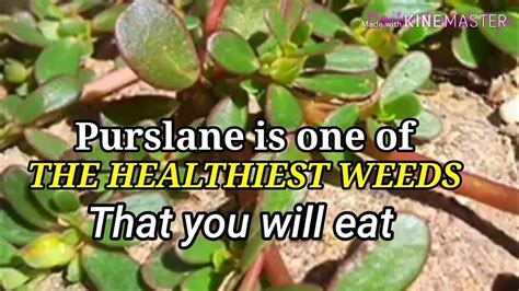 Benefits Of Purslane Plant To Our Body And Some Recipe Youtube