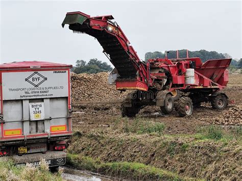 Sugar Beet Being Loaded Onto Lorries Forncett Norfolk England Uk Editorial Photography