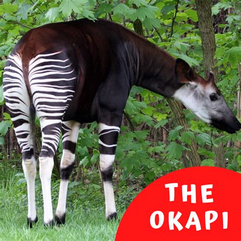 Wildlife Giraffe Okapi Artofit