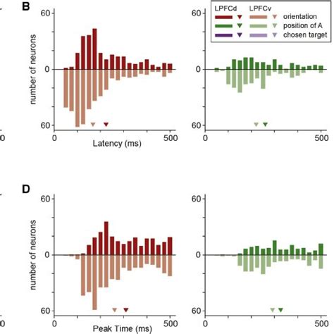 Timing Of Spatial And Action Related Signals A Mean Neuronal Download Scientific Diagram