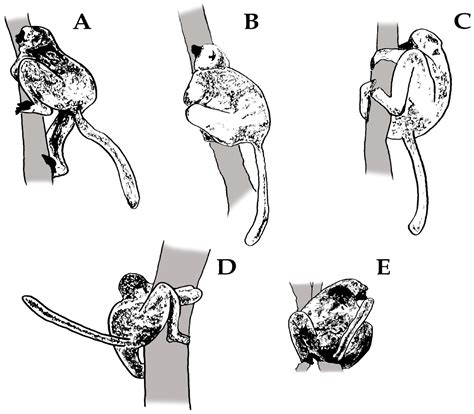 Behavioural Correlates Of Lemur Scent Marking In Wild Diademed Sifakas