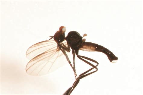 Rhamphomyia Sp Rhamphomyia Bugguide Net