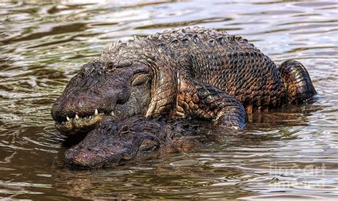 What Is An Alligator Mating Call At Jonathan Weyer Blog